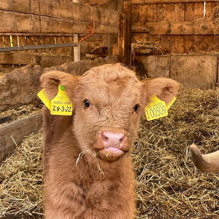 Dunham Massey Pumpkin Picking – Brookheys Farm
